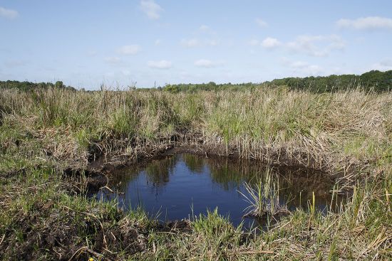 Typical Fen Raft Spider Pool River Editorial Stock Photo - Stock Image ...