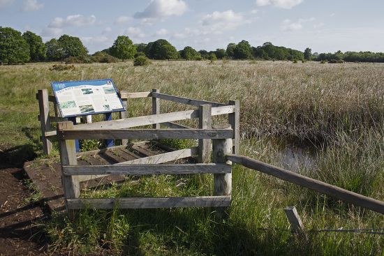 Viewing Platform Edge Fen Raft Spider Editorial Stock Photo - Stock ...