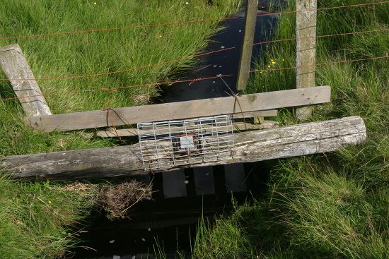 Fen Trap Over Stream Otterburn Northumberland Editorial Stock Photo ...