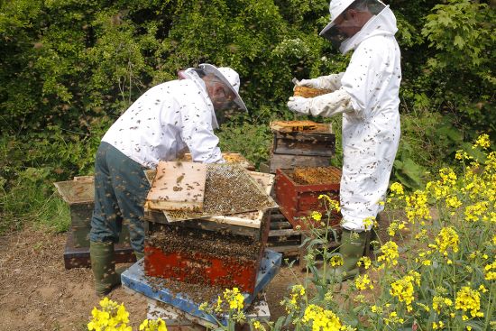 Professional Beekeeping Beekeepers Examining Western Honey Editorial ...
