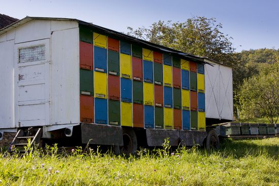 Bee Keeping Mobile Beehives On Trailer Editorial Stock Photo - Stock ...