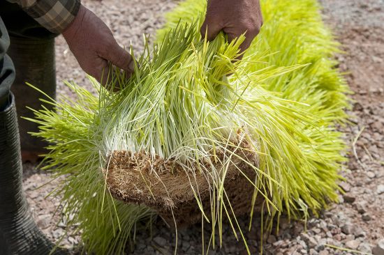 Barley Hordeum Vulgare Hydroponic Growing System Editorial Stock Photo ...