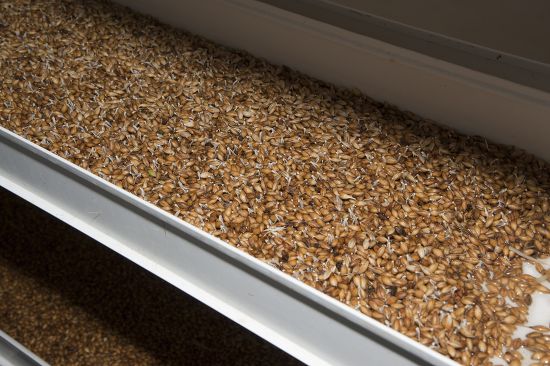 Barley Hordeum Vulgare Hydroponic Growing System Editorial Stock Photo ...