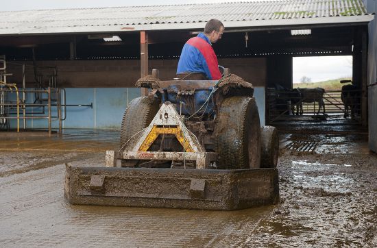 Farmer On Tractor Cleaning Cattle Yard Editorial Stock Photo - Stock ...