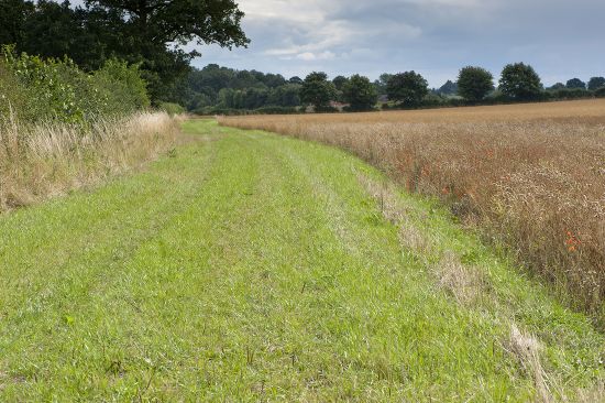 Grass Margin Setaside Edge Arable Field Editorial Stock Photo - Stock ...