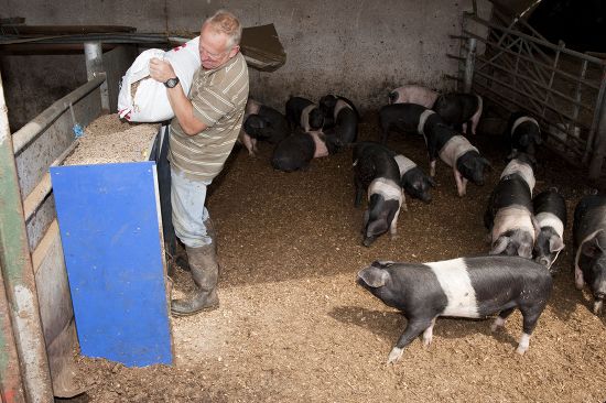 Pig Farming Farmer Adding Feed Trough - Foto de stock de contenido ...