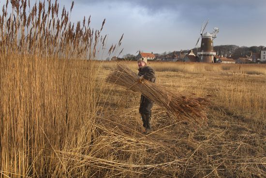 Reed Cutting Reedcutter Cutting Coastal Reedbed Editorial Stock Photo ...