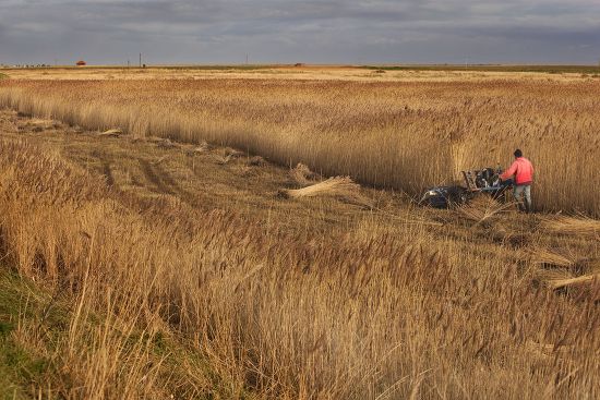 Reed Cutting Reedcutter Cutting Coastal Reedbed Editorial Stock Photo ...