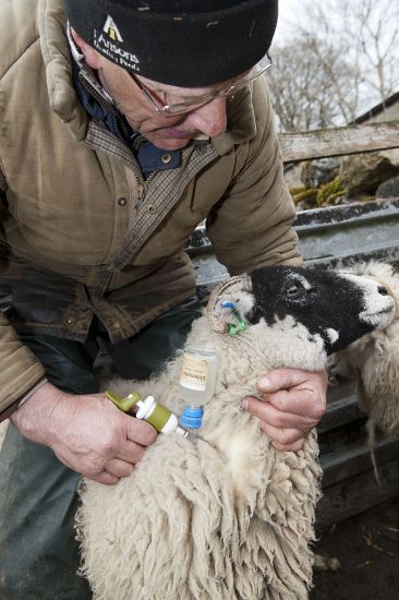 Sheep Farming Farmer Injecting Swaledale Sheep Editorial Stock Photo ...