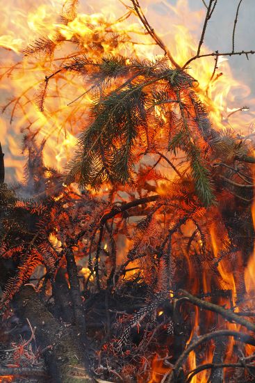 Garden Bonfire Burning Spruce Branches Powys Editorial Stock Photo ...