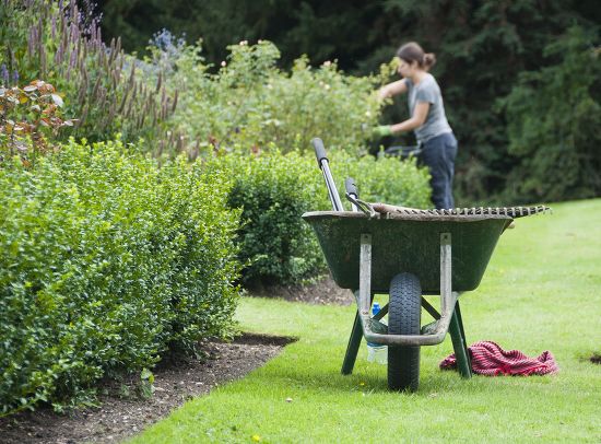 Wheelbarrow On Lawn Edge Borders Gardener Editorial Stock Photo - Stock ...
