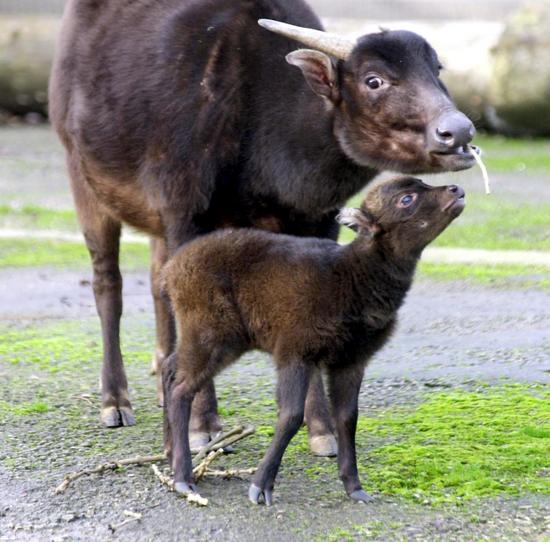 Chester Zoos Baby Anoa Called Widgit Editorial Stock Photo - Stock ...