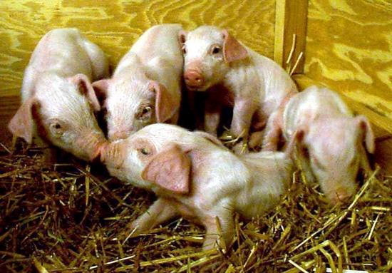 Cloned Piglets Millie Christa Alexis Carrel Editorial Stock Photo ...