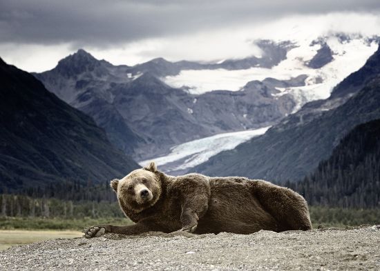 Bear Relaxing Editorial Stock Photo - Stock Image | Shutterstock