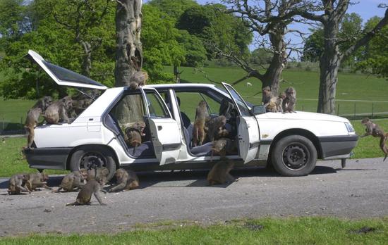 Delighted Longleat Monkeys Swarm All Over Editorial Stock Photo - Stock ...