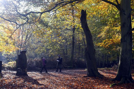 People Walk Through Woodland Beeches Covering Editorial Stock Photo ...