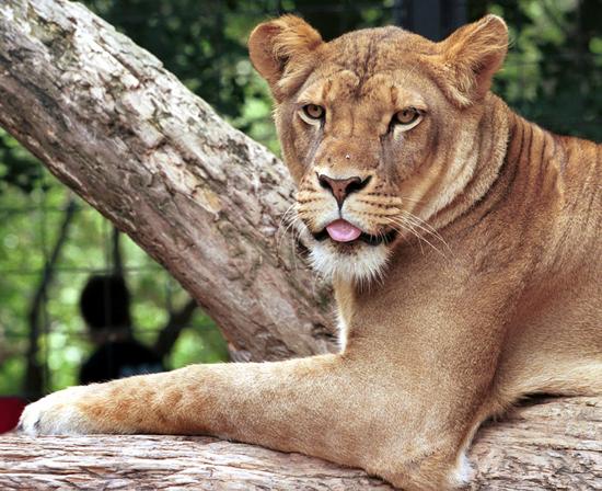Bongo Lion Who Starred Films Like Editorial Stock Photo - Stock Image ...
