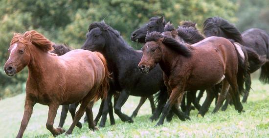 Dartmoor Ponies Editorial Stock Photo - Stock Image | Shutterstock