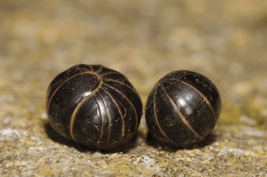 Common Pill Millipede Glomeris Marginata Two Editorial Stock Photo - Stock Image | Shutterstock