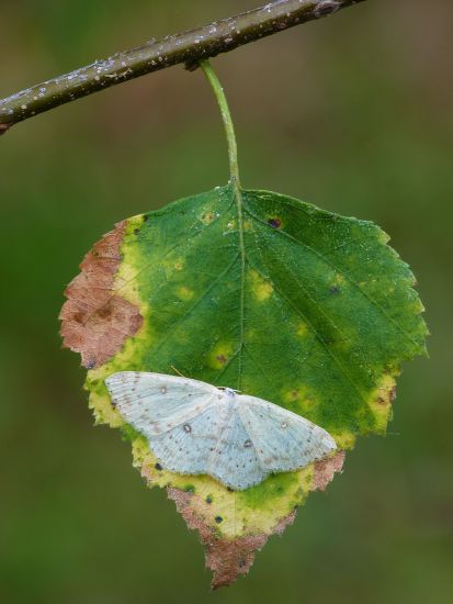 Birch Mocha Cyclophora Albipunctata Adult Resting Editorial Stock Photo ...