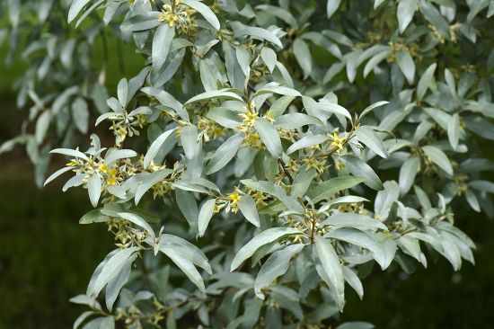 Ornamental Shrub Elaeagnus Angustifolia Quicksilver Flower Editorial ...