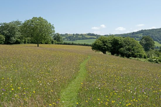 Path Through Wild Flower Meadow Goren Editorial Stock Photo - Stock ...
