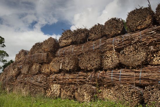 Biomass Crop Stack Willow Bundles After Editorial Stock Photo - Stock ...