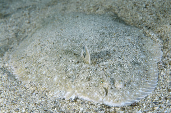 Snouted Sole Solea Lascaris Nasuta Solea Editorial Stock Photo - Stock ...