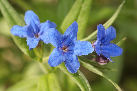 Purple Gromwell Buglossoides Purpurocaerulea Lithospermum ...