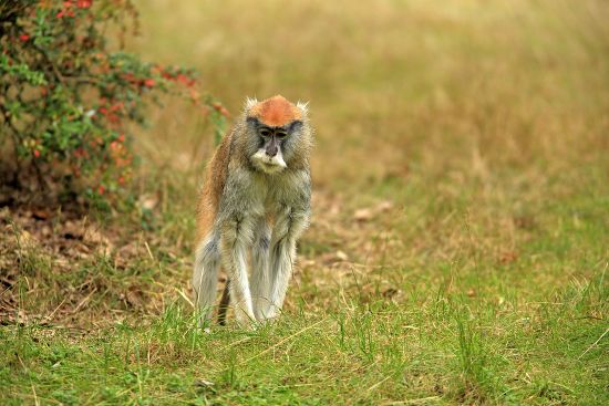 Patas Monkey Wadi Monkey Hussar Monkey Editorial Stock Photo - Stock ...