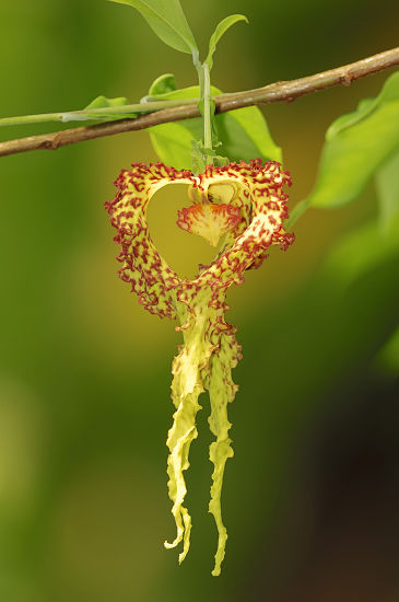 Moue Liane Monodora Crispata Flower Native Editorial Stock Photo ...