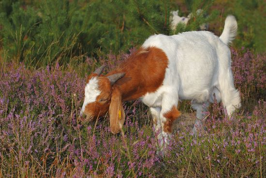 Boer Goat Feeding On Heather Robust Editorial Stock Photo - Stock Image ...