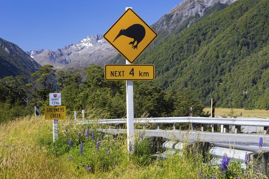 Warning Sign Kiwis Next 4km Greyneys Editorial Stock Photo - Stock ...