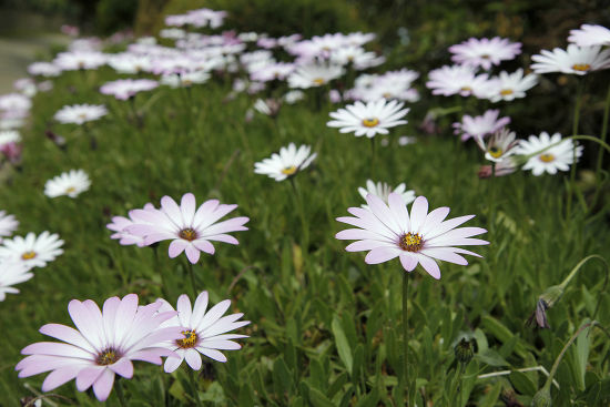 Cape Daisies Osteospermum Sp Editorial Stock Photo - Stock Image ...
