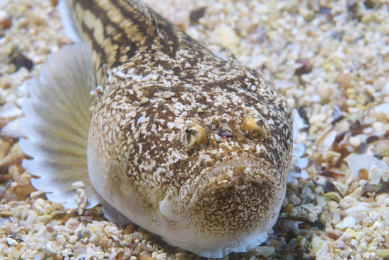 Atlantic Stargazer Uranoscopus Scaber Editorial Stock Photo - Stock ...