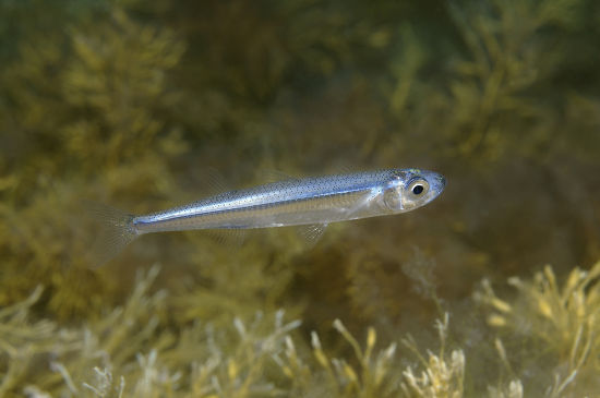 European Sprat Sprattus Sprattus Editorial Stock Photo - Stock Image ...