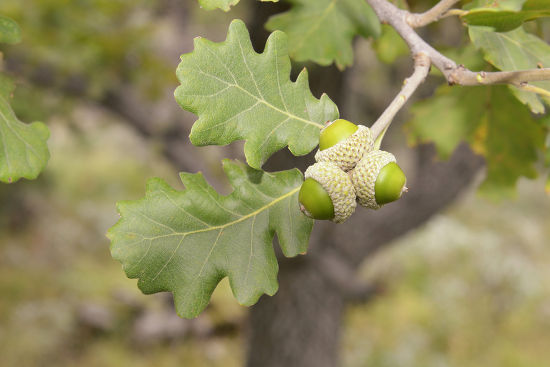 Dwarf Oak Quercus Sp Editorial Stock Photo - Stock Image | Shutterstock