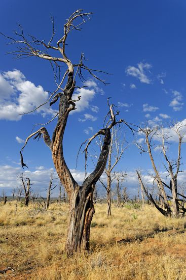Devastated Landscape Dead Trees After Forest Editorial Stock Photo ...