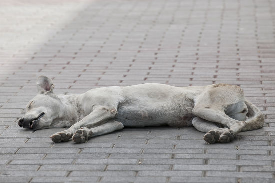 Dog Sleeping On Sidewalk Ponta Do Editorial Stock Photo - Stock Image ...