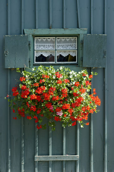 Window Shutters Flower Box Geraniums Pelargonium Editorial Stock Photo ...