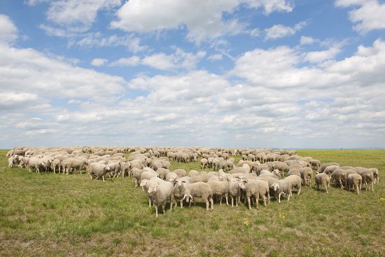 Merino Sheep Ovis Sp Herd On Editorial Stock Photo - Stock Image ...