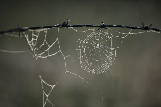 Spiders Web Dew Drops On Barbed Editorial Stock Photo - Stock Image ...