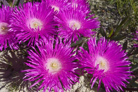 Cape Fig Flowers Carpobrotus Edulis Growing Editorial Stock Photo ...