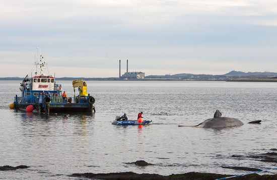 Sperm Whale Beached Joppa Beach Edinburgh Editorial Stock Photo - Stock ...
