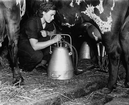 Milk Maid Milking Cow Mechanical Milker Editorial Stock Photo - Stock ...