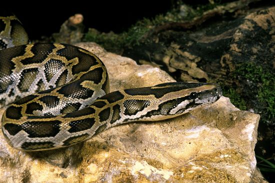 Indian Python Python Molurus Editorial Stock Photo - Stock Image ...