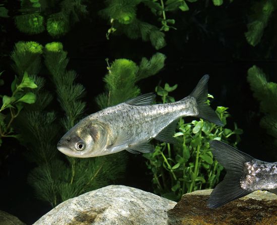 Silver Carp Hypophthalmichthys Molitrix Editorial Stock Photo - Stock ...