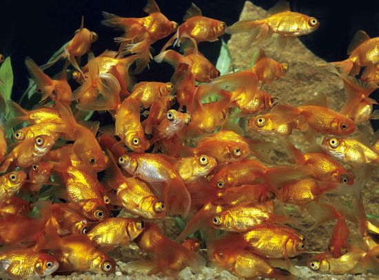 Dragon Eye Goldfish Telescop Goldfish Carassius Editorial Stock Photo ...