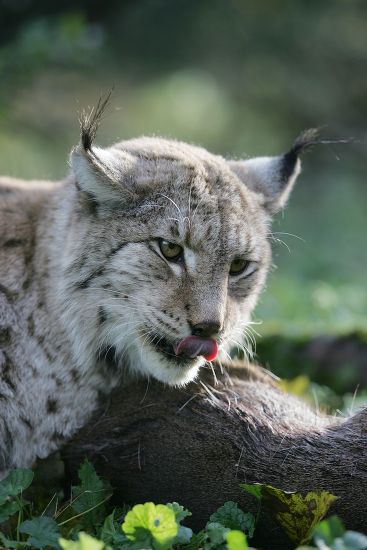 European Lynx Felis Lynx Kill Roe Editorial Stock Photo - Stock Image ...