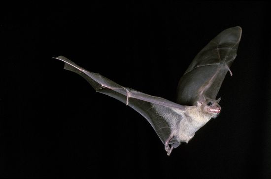Mouseeared Bat Myotis Myotis Adult Flight Editorial Stock Photo - Stock ...